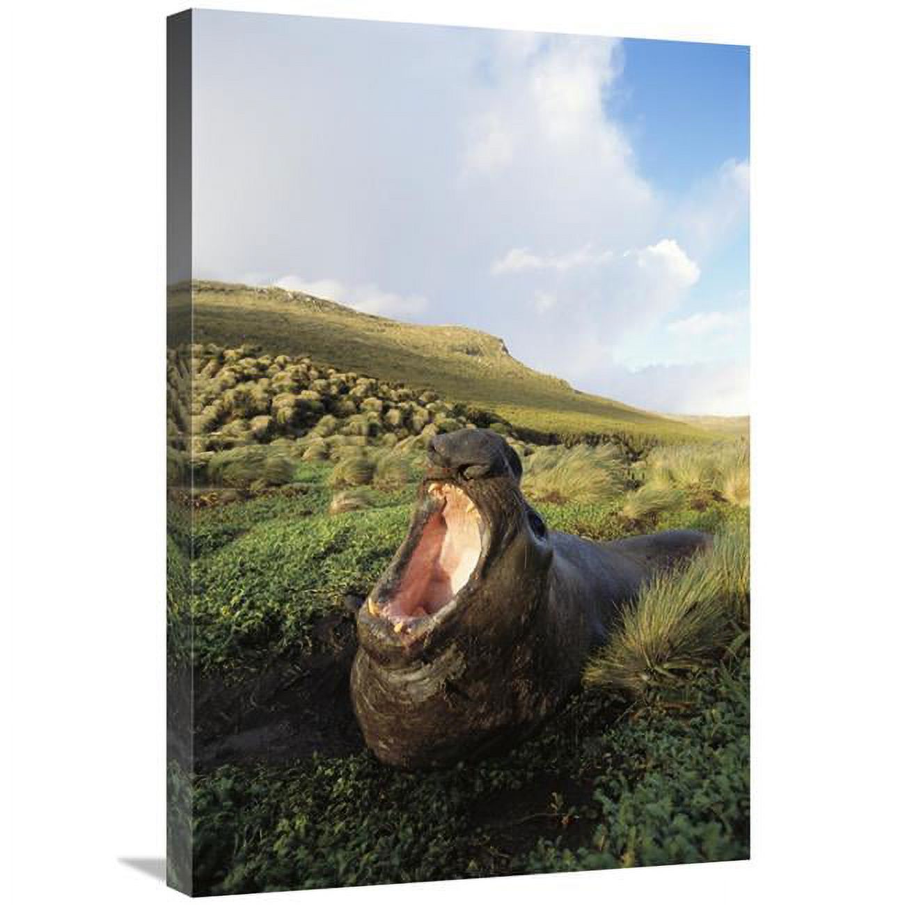 Global Gallery 20 x 30 in. Southern Elephant Seal Bull in Wallow ...