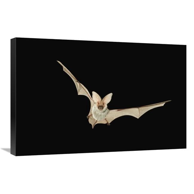 Global Gallery 20 x 30 in. Spotted Bat Flying at Night Near the Edge of ...