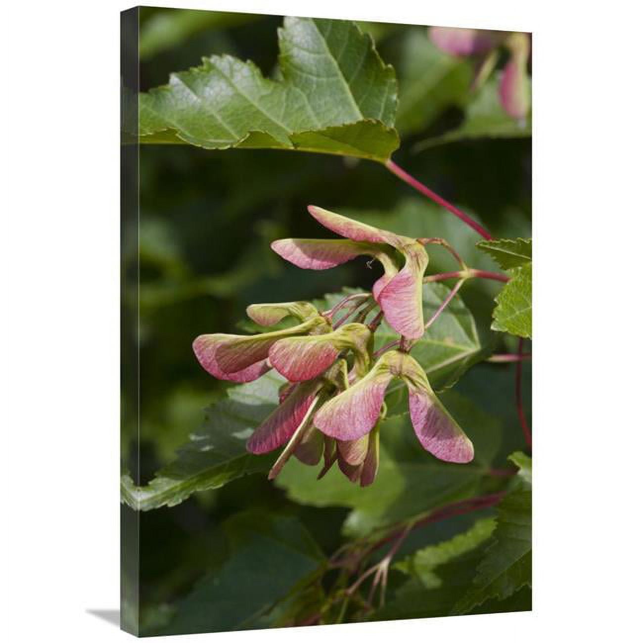 Global Gallery 20 x 30 in. Sugar Maple Seed Pods - Spruce Woods ...