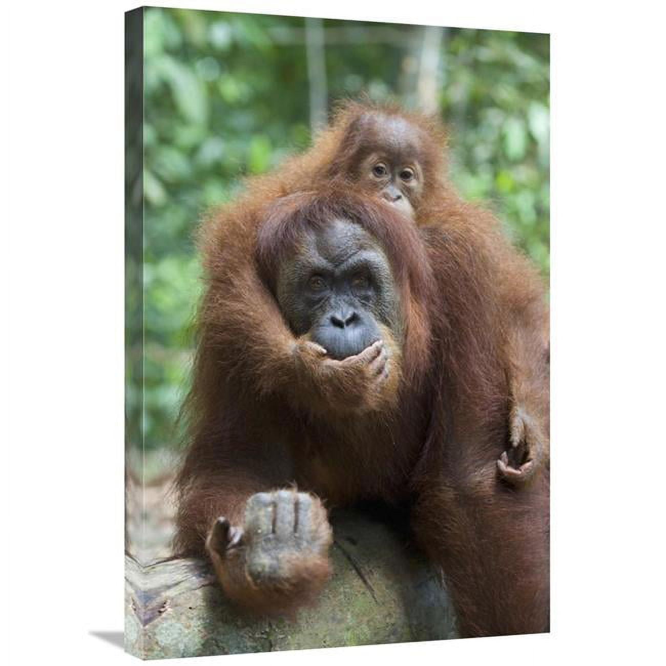 Global Gallery 20 x 30 in. Sumatran Orangutan Mother & Playful Two & A ...