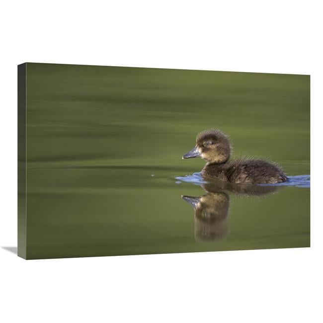 Global Gallery 20 x 30 in. Tufted Duck Young - Swimming on Lake ...