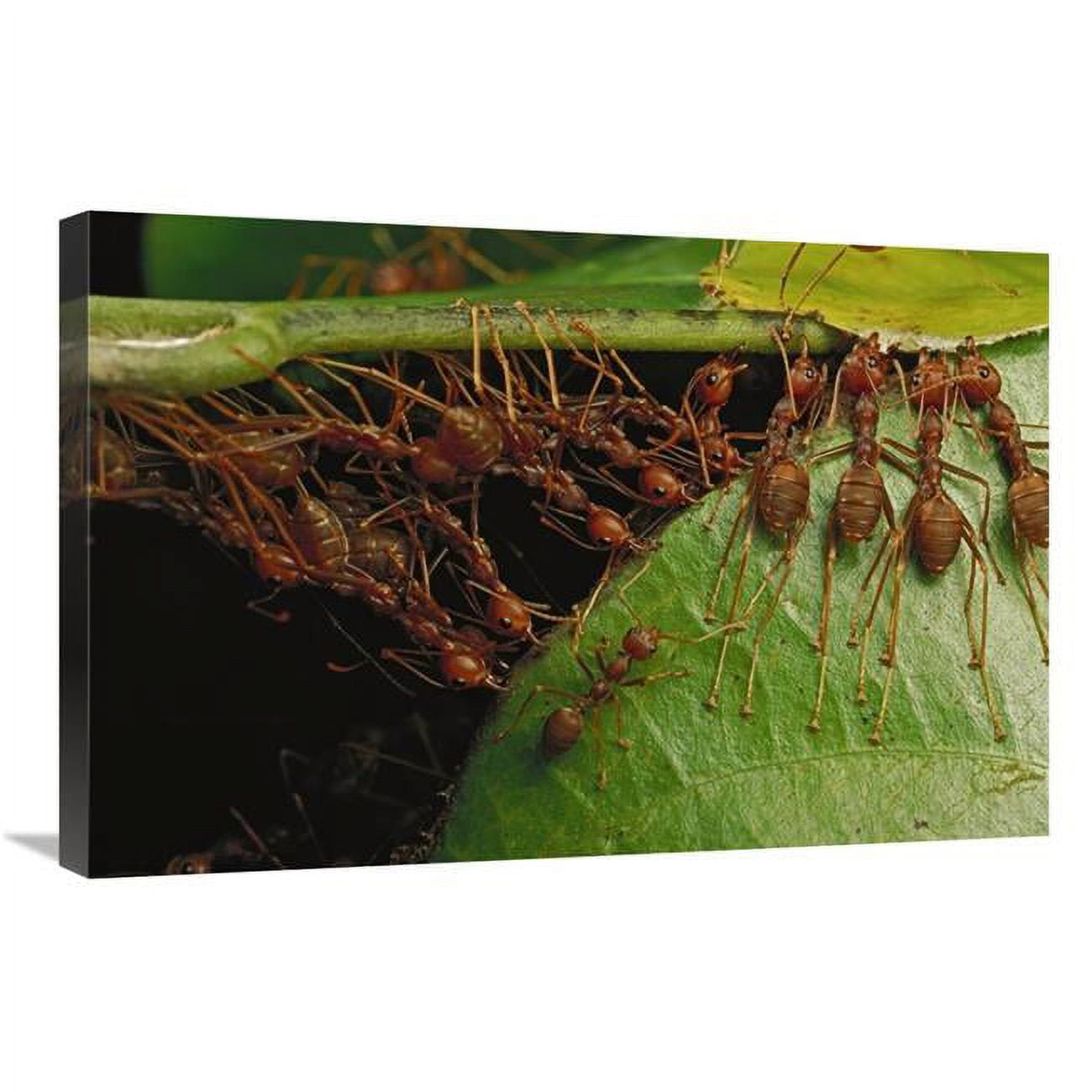 Global Gallery 20 x 30 in. Weaver Ants Building Nest by Pulling on ...