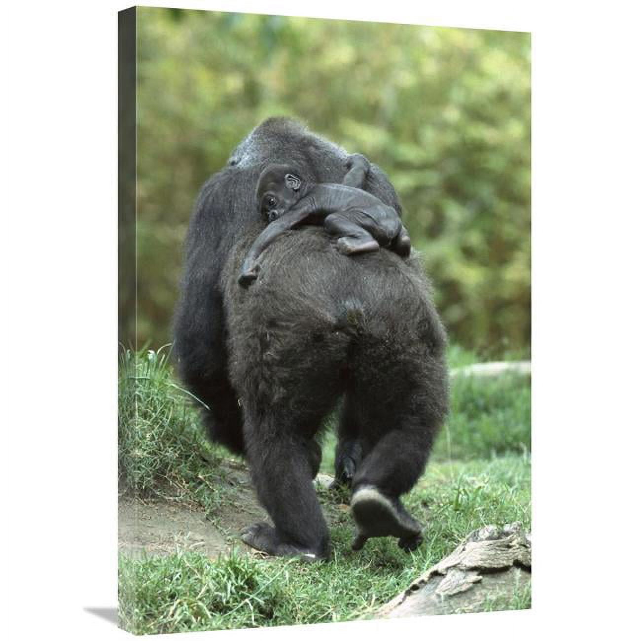 Global Gallery 20 x 30 in. Western Lowland Gorilla Mother Walking Away ...