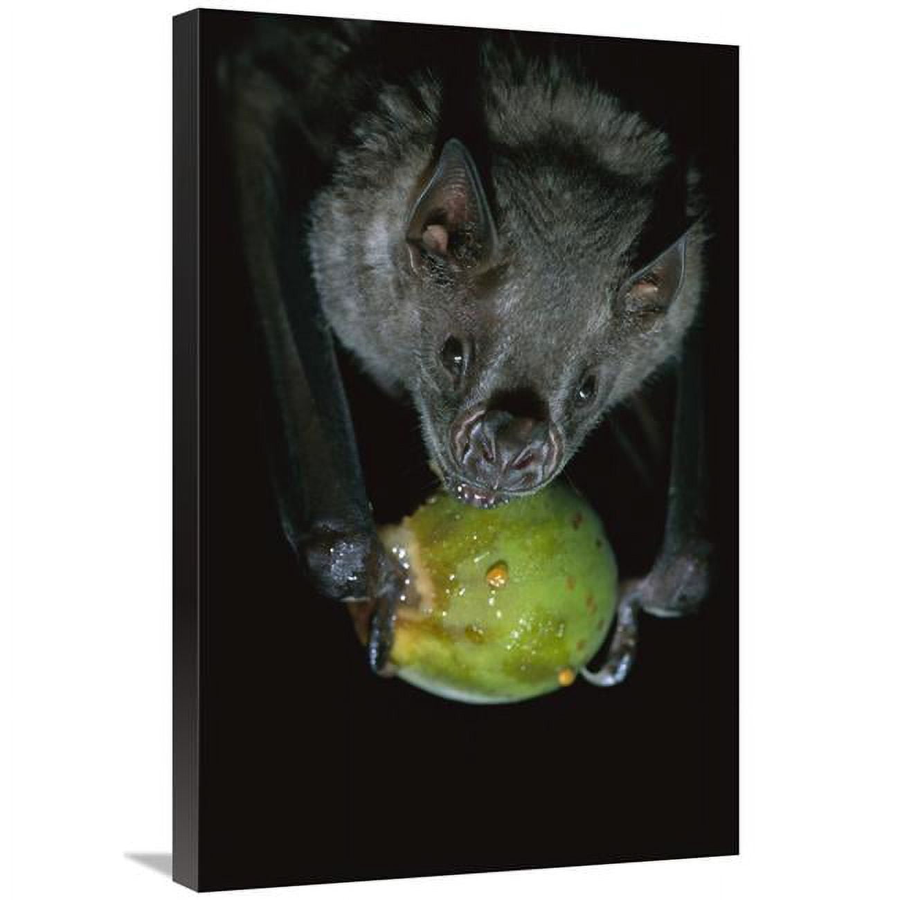 Global Gallery White-Throated Round-Eared Bat Eating A Fig - Barro ...