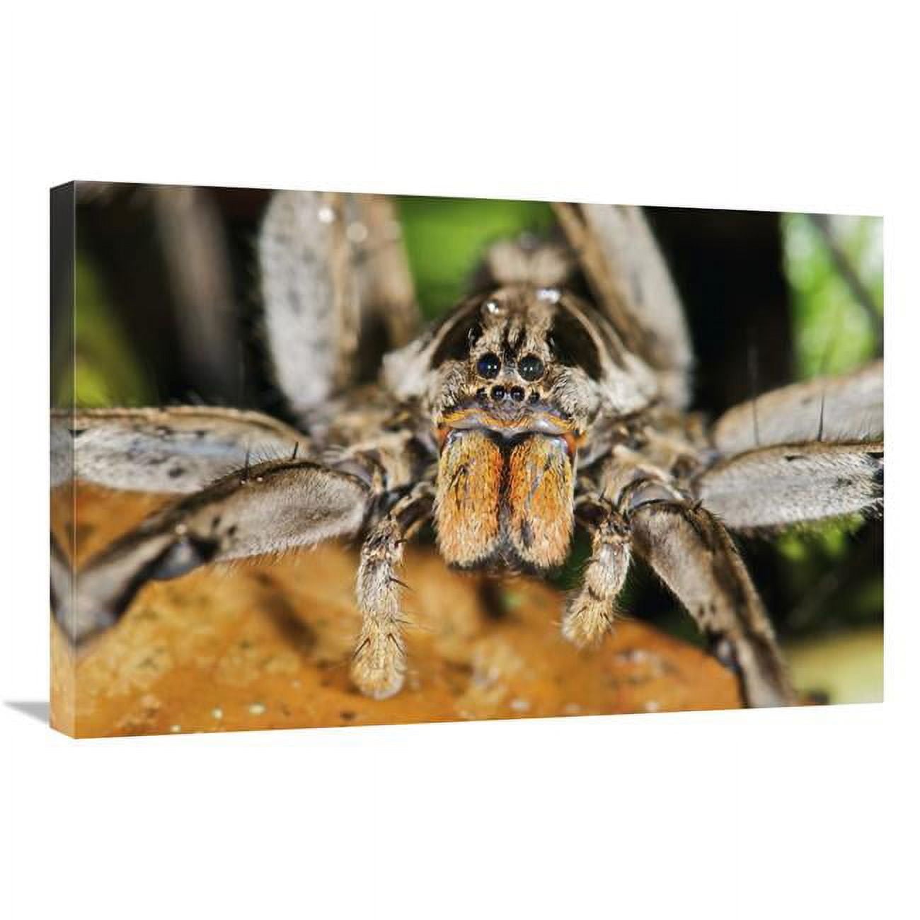 Global Gallery 20 x 30 in. Wolf Spider - Mindo - Western Slope of Andes ...
