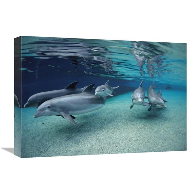 Global Gallery 22 in. Bottlenose Dolphin Group Swimming in Shallow ...