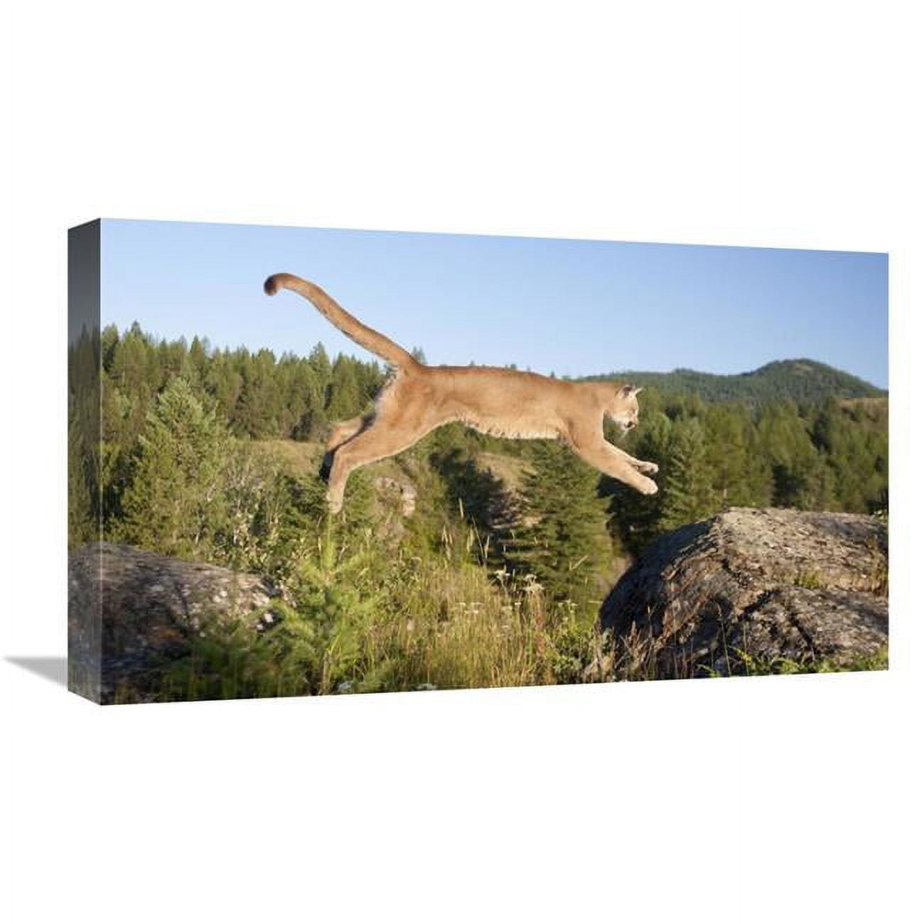 Global Gallery 22 in. Mountain Lion Jumping - Montana. Sequence 1 of 2 ...