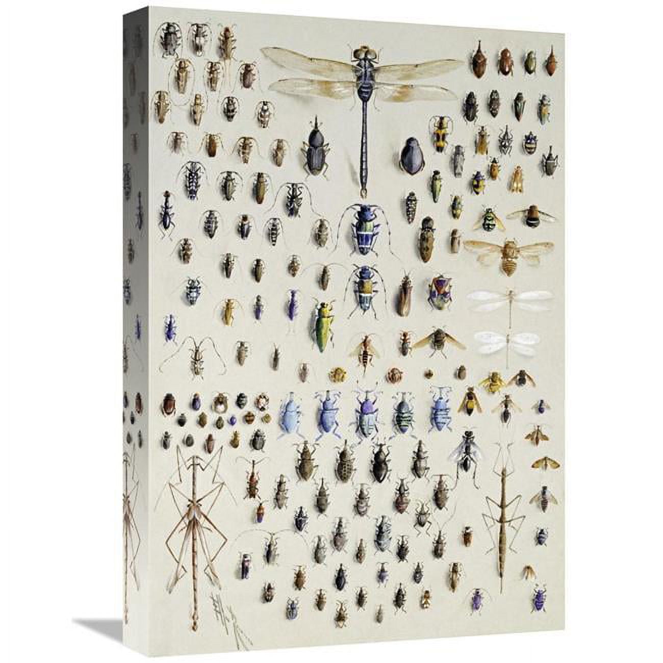 Global Gallery 22 in. One Hundred & Fifty Insects Art Print - Nmarian ...