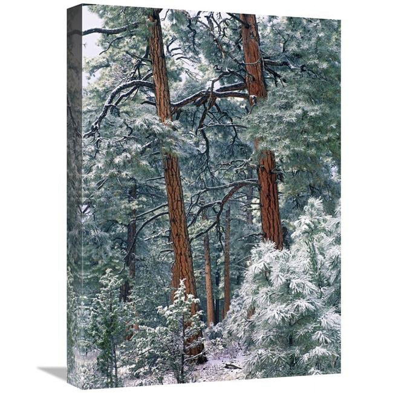Global Gallery Ponderosa Pine Forest After Fresh Snowfall - Rocky ...