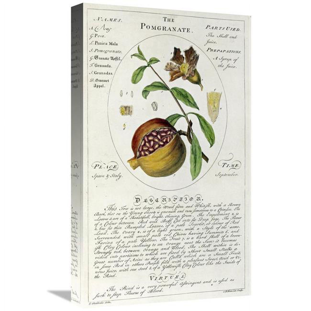 Global Gallery 22 in. The Pomegranate Art Print - Timothy Sheldrake ...