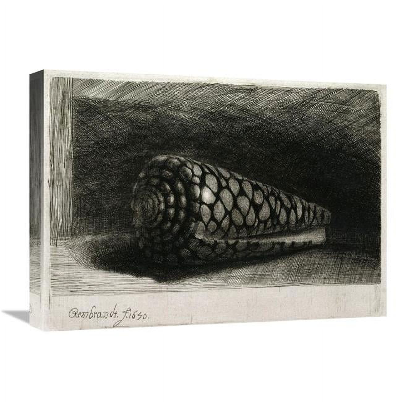 Global Gallery 22 in. The Shell - Conus Marmoreus Art Print - Rembrandt ...