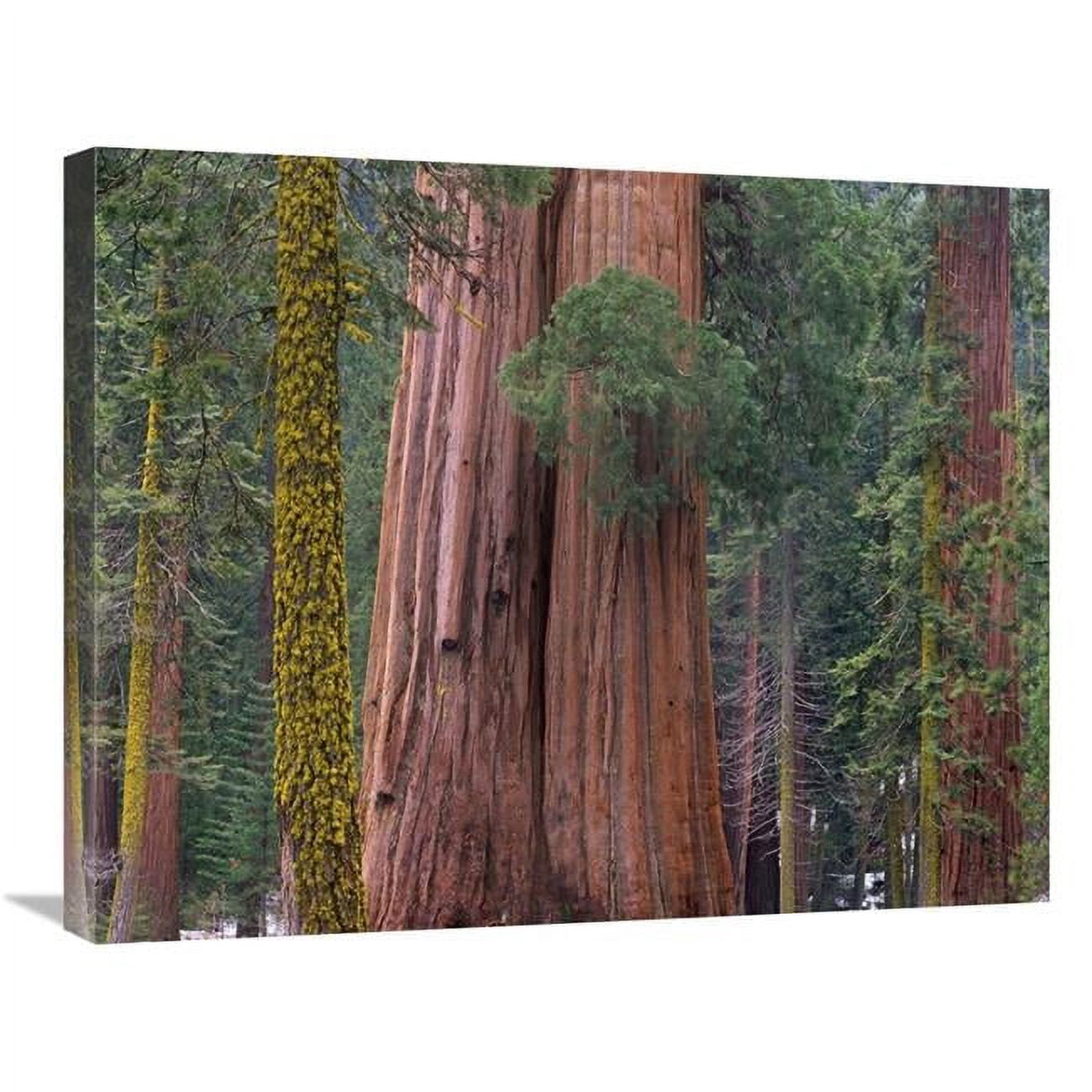 Global Gallery 22 x 28 in. Giant Sequoia Trees - California Art Print ...
