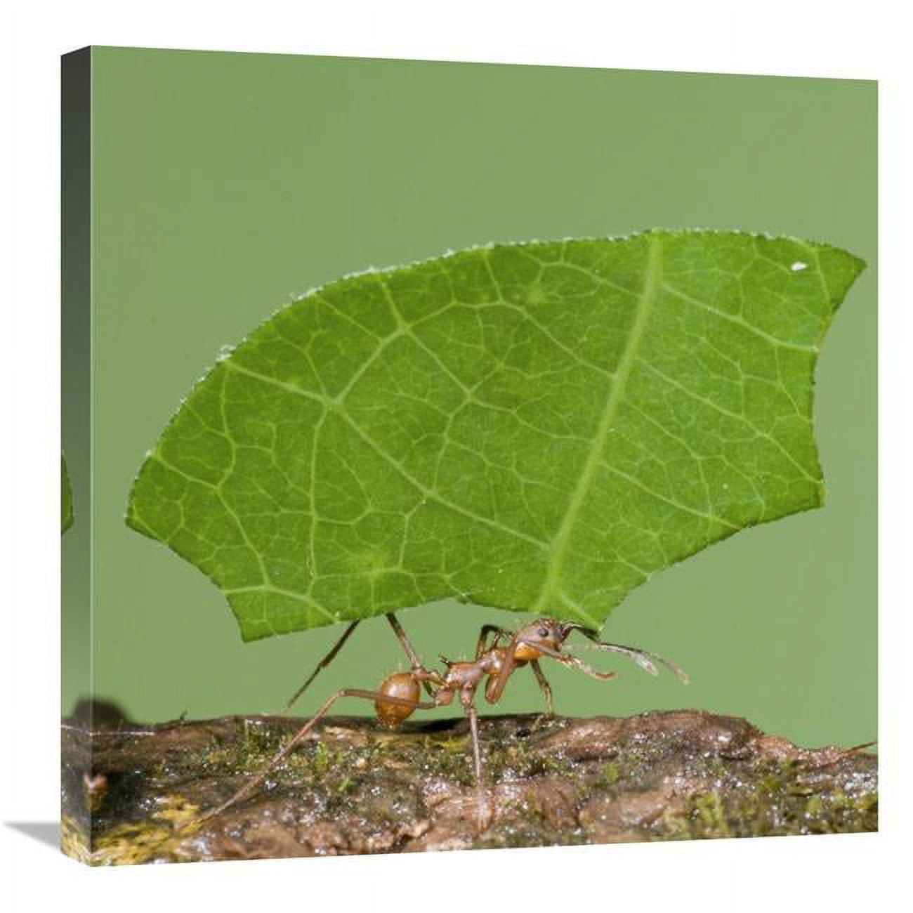 Global Gallery 24 x 24 in. Leafcutter Ant Carrying Leaf - Costa Rica ...