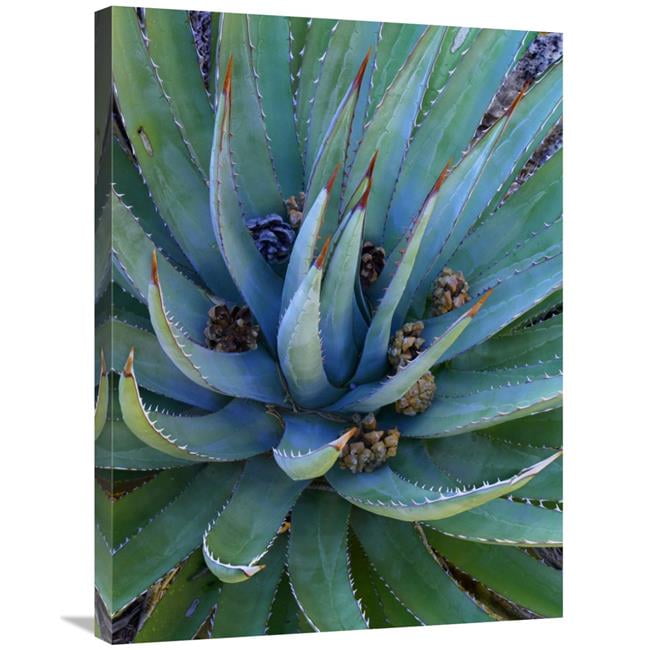Global Gallery 24 x 32 in. Agave Plants with Pine Cones - North America ...
