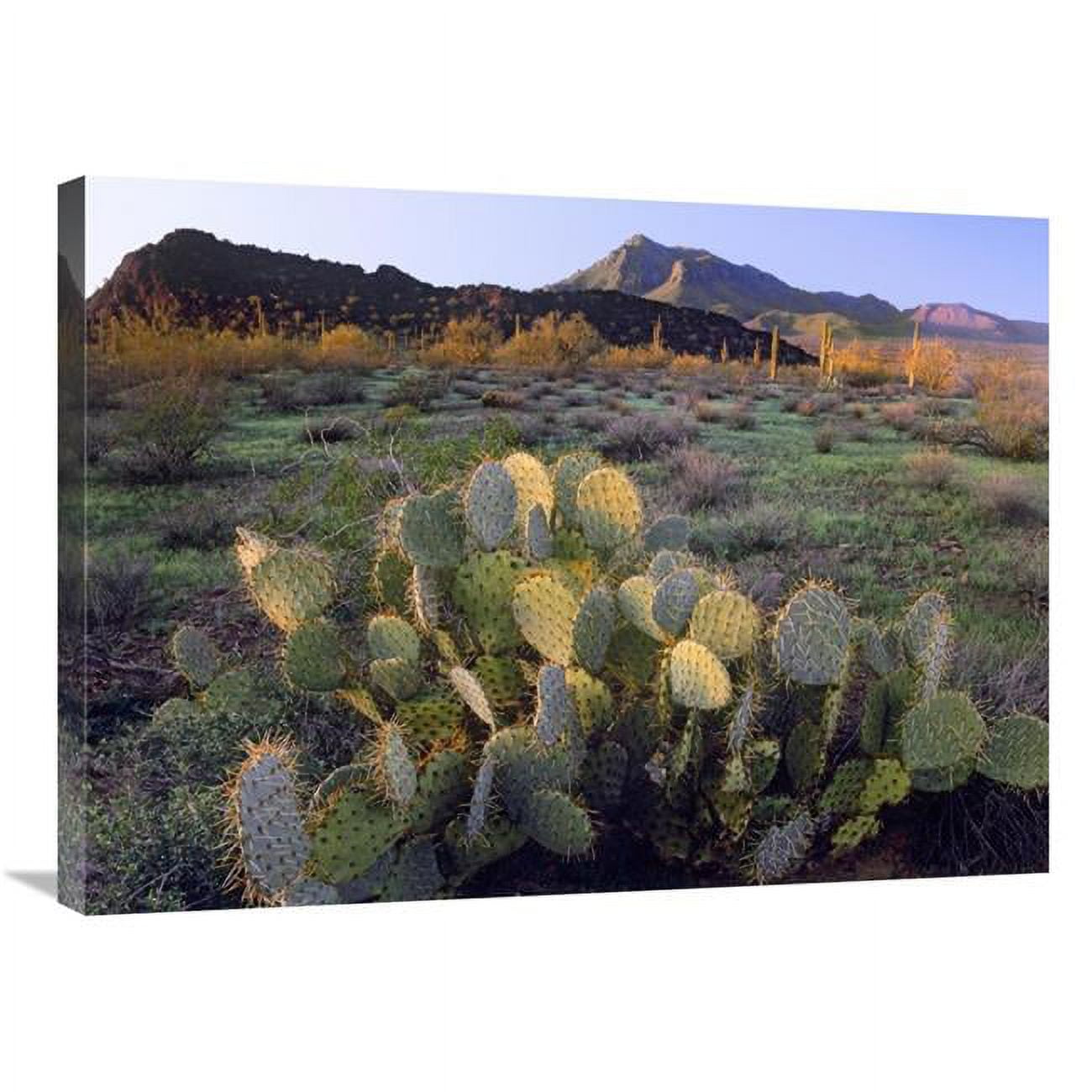 Global Gallery 24 x 32 in. Beavertail Cactus with Picacho Mountain in ...