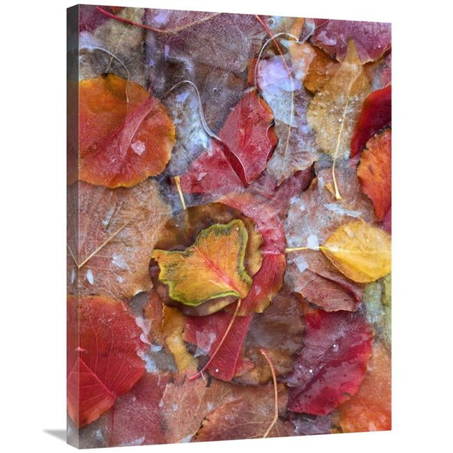 Global Gallery 24 x 32 in. Fallen Autumn Colored Aspen Leaves Frozen on ...