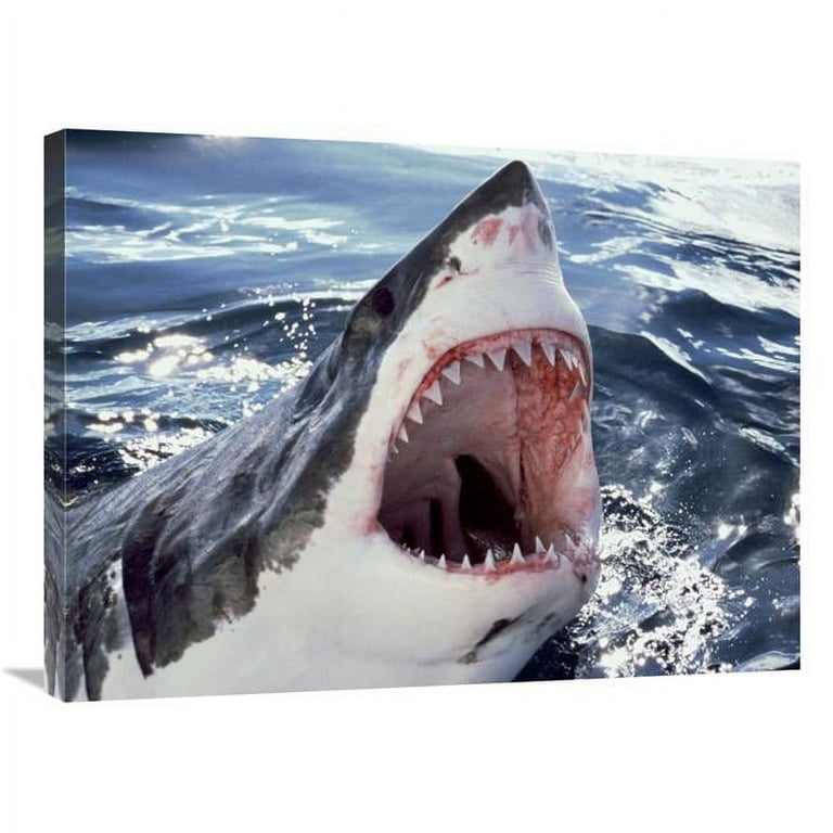 Great White Shark Mouth Open Side View Great White Shark Mouth Open