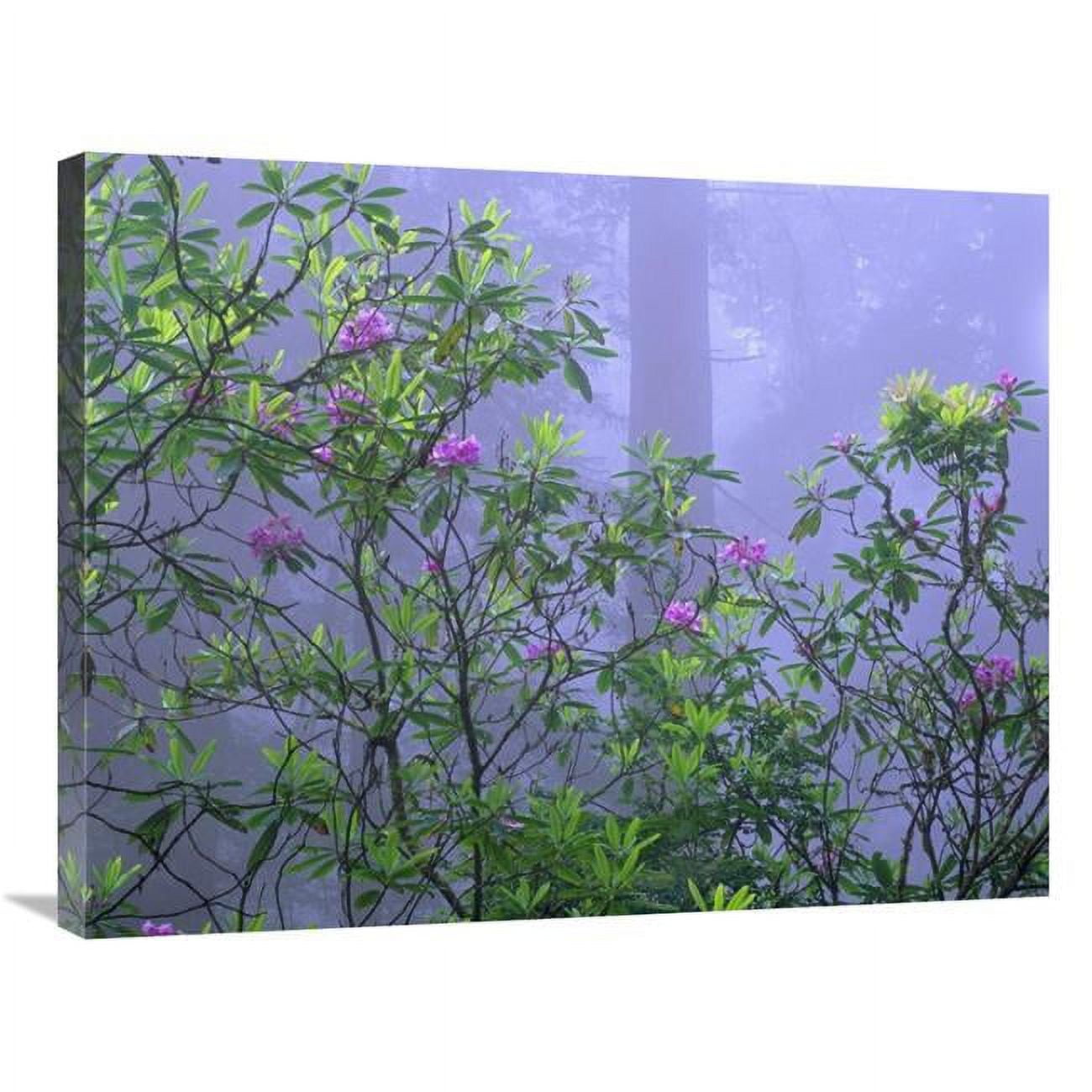 Global Gallery 24 x 32 in. Pacific Rhododendrons in Redwood Forest ...