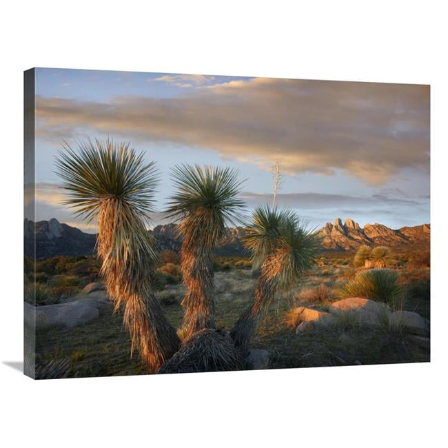 Global Gallery 24 x 32 in. Yucca & Organ Mountains Near Las Cruces ...