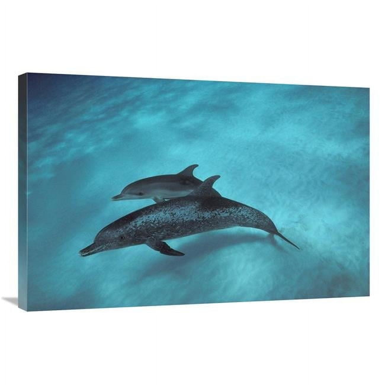 Global Gallery 24 x 36 in. Atlantic Spotted Dolphin - Pair Underwater ...