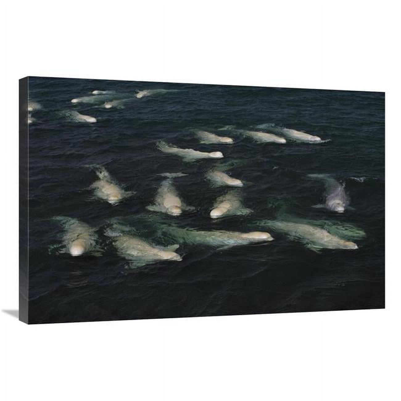 Global Gallery Beluga Pod Molting in Freshwater Shallows - NWT - Canada ...