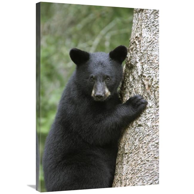 Global Gallery 24 x 36 in. Black Bear Cub in Tree Safe From Danger ...