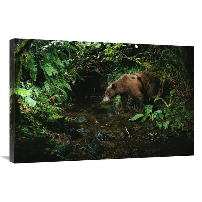 Global Gallery 24 x 36 in. Black Bear at Night Shot with A Remote ...