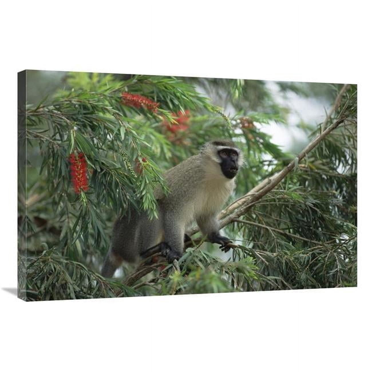 Global Gallery 24 x 36 in. Black-Faced Vervet Monkey in Tree - East ...