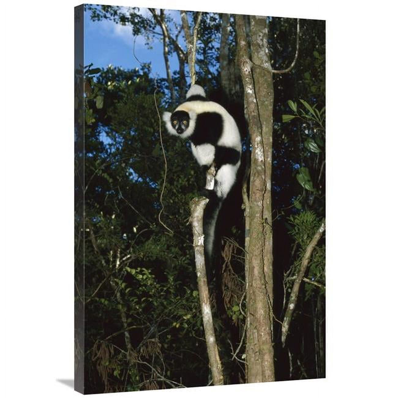 Global Gallery GCS-452657-2436-142 24 x 36 in. Black & White Ruffed ...