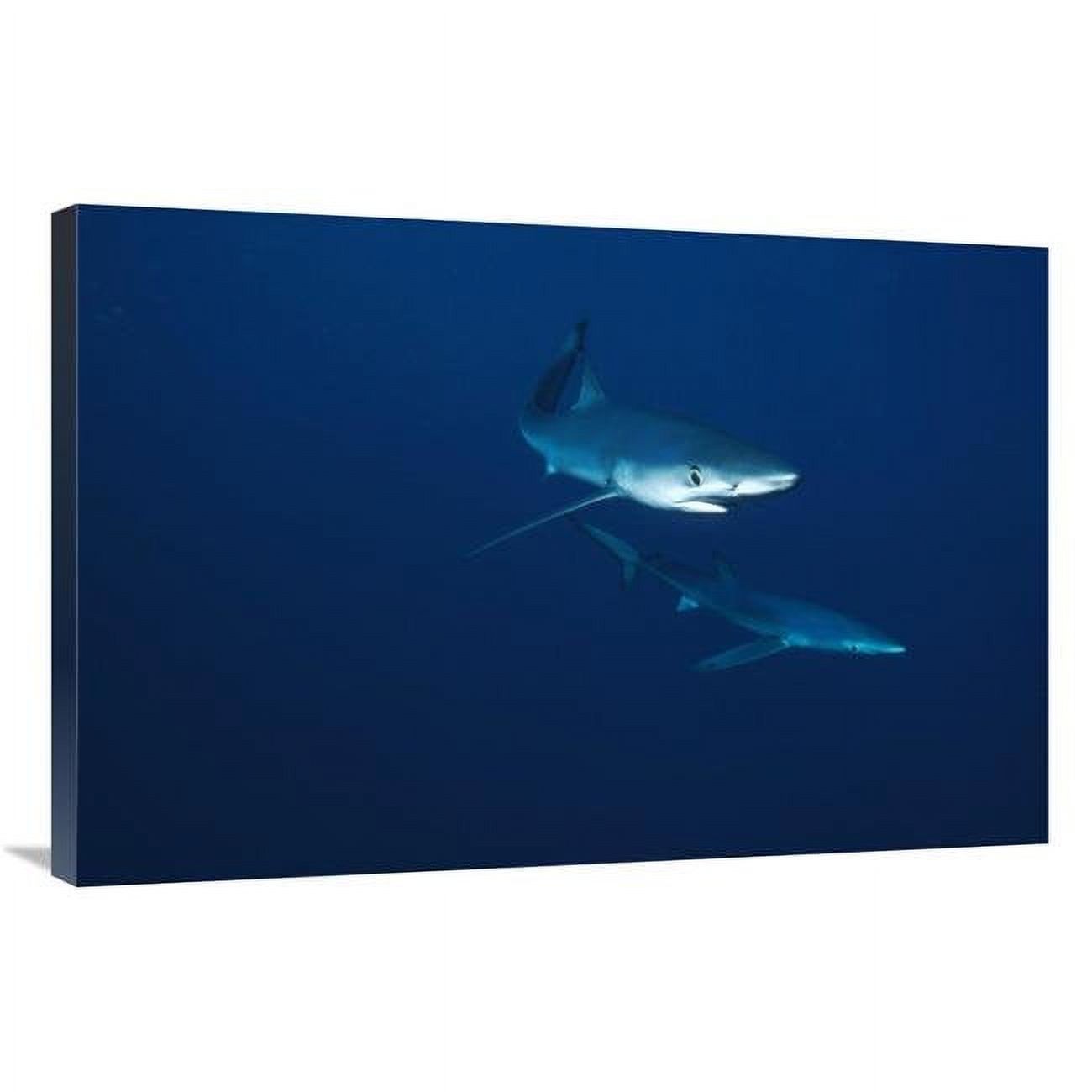 Global Gallery Blue Shark Pair Underwater - California Art Print - Flip ...