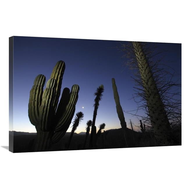 Global Gallery 24 x 36 in. Boojum Tree & Cardon Cacti At Dusk - El ...