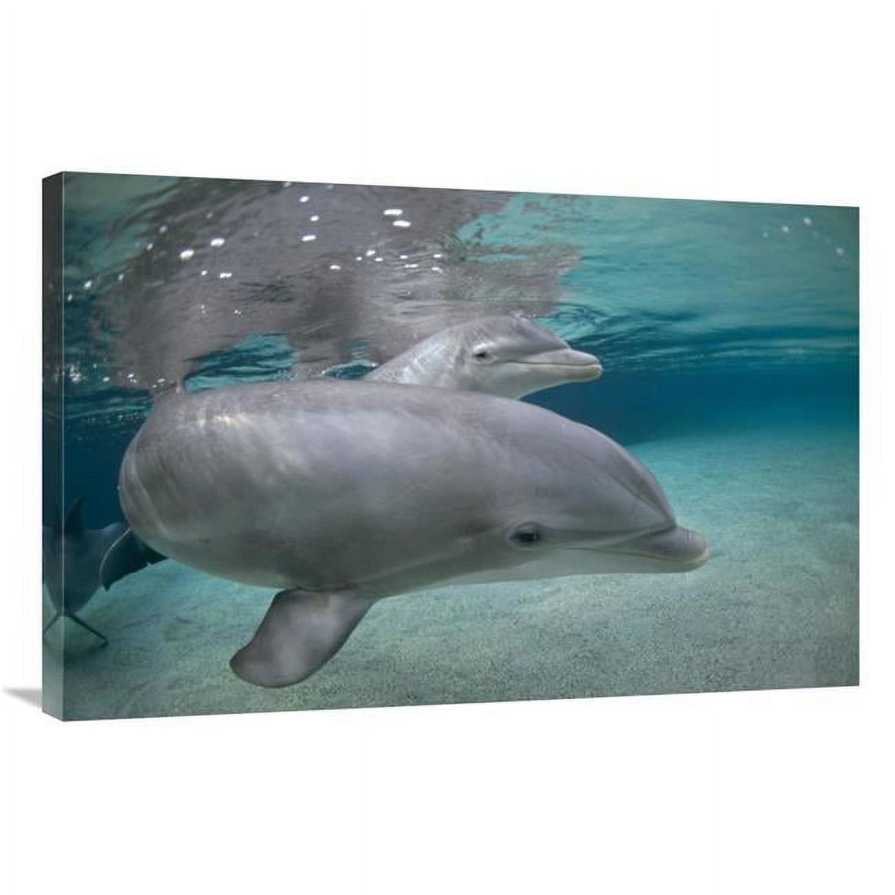 Global Gallery 24 x 36 in. Bottlenose Dolphin - Hawaii Art Print - Flip ...