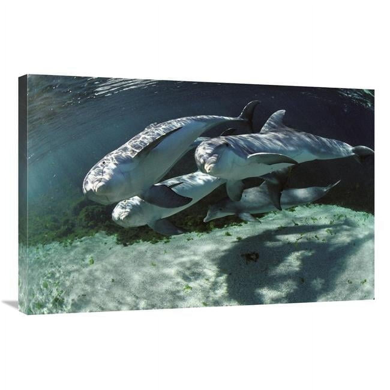 Global Gallery 24 x 36 in. Bottlenose Dolphin Quartet - Hawaii Art ...