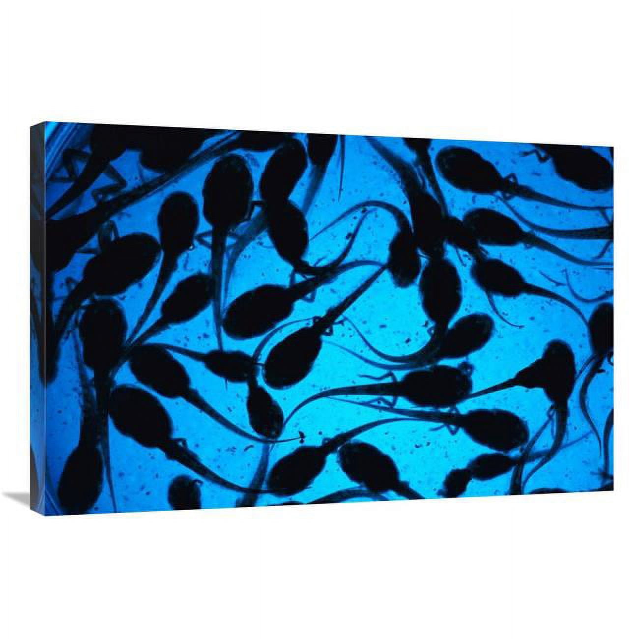 Global Gallery Cayenne Slender-Legged Tree Frog Tadpoles - Native to ...