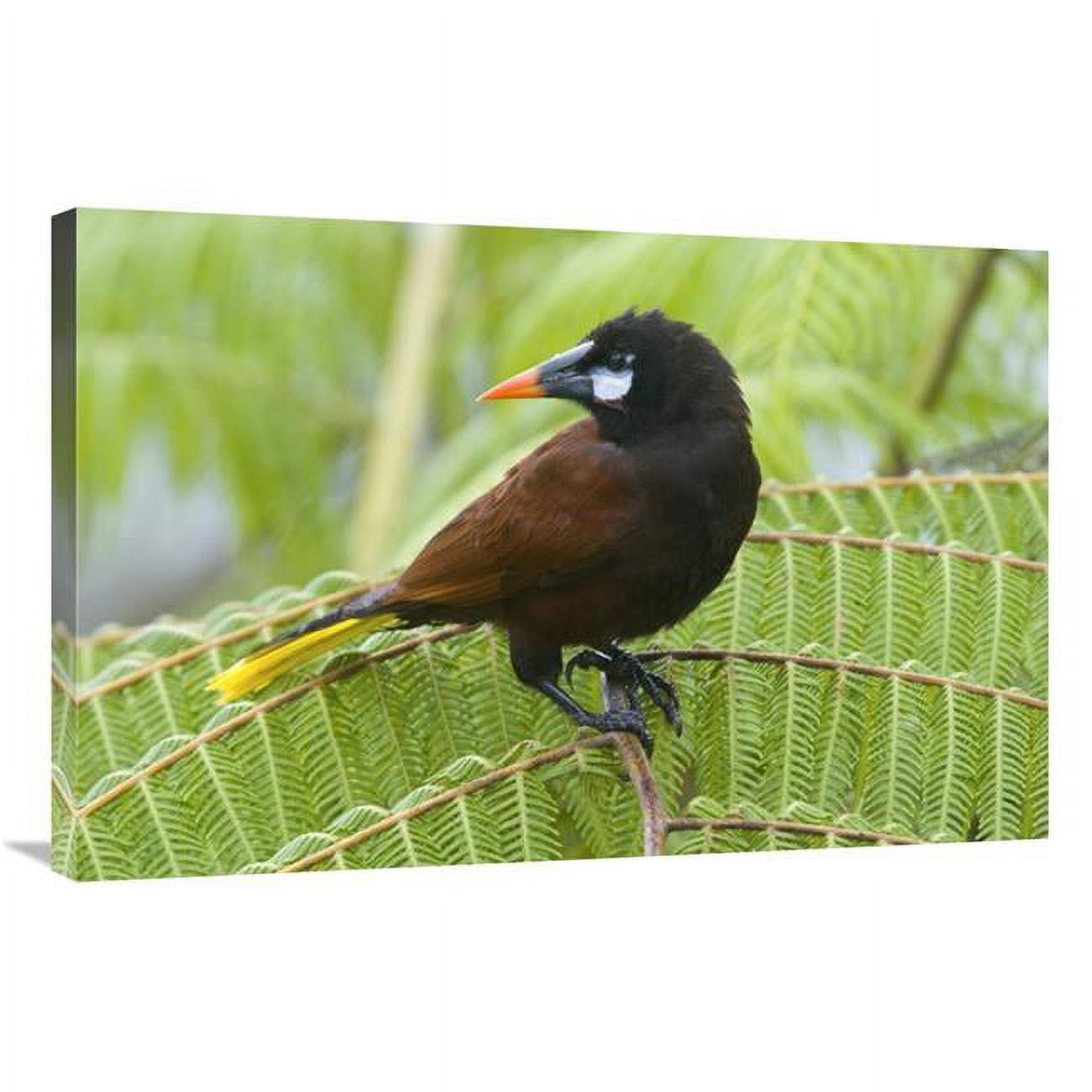Global Gallery 24 x 36 in. Chestnut-Headed Oropendola - Costa Rica Art ...