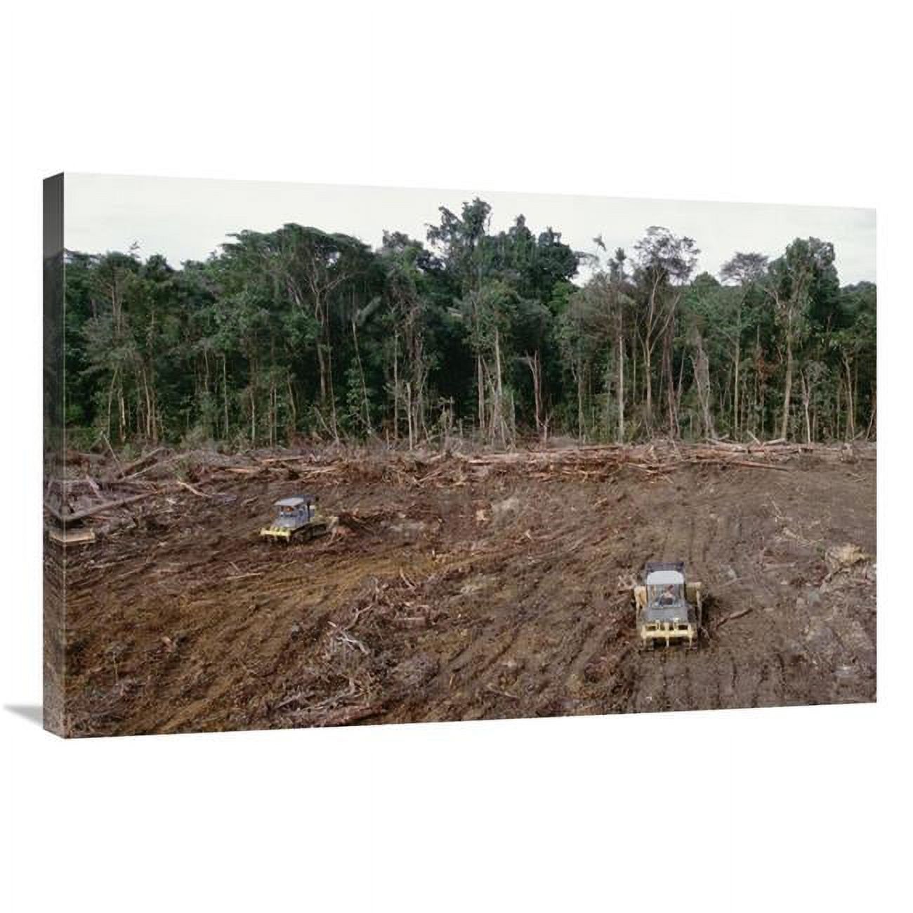 Global Gallery 24 x 36 in. Clearing of Tropical Rainforest South of ...