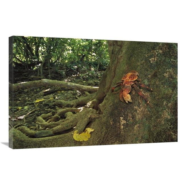 Global Gallery 24 x 36 in. Coconut Crab Scaling A Grand Devils-Claws ...