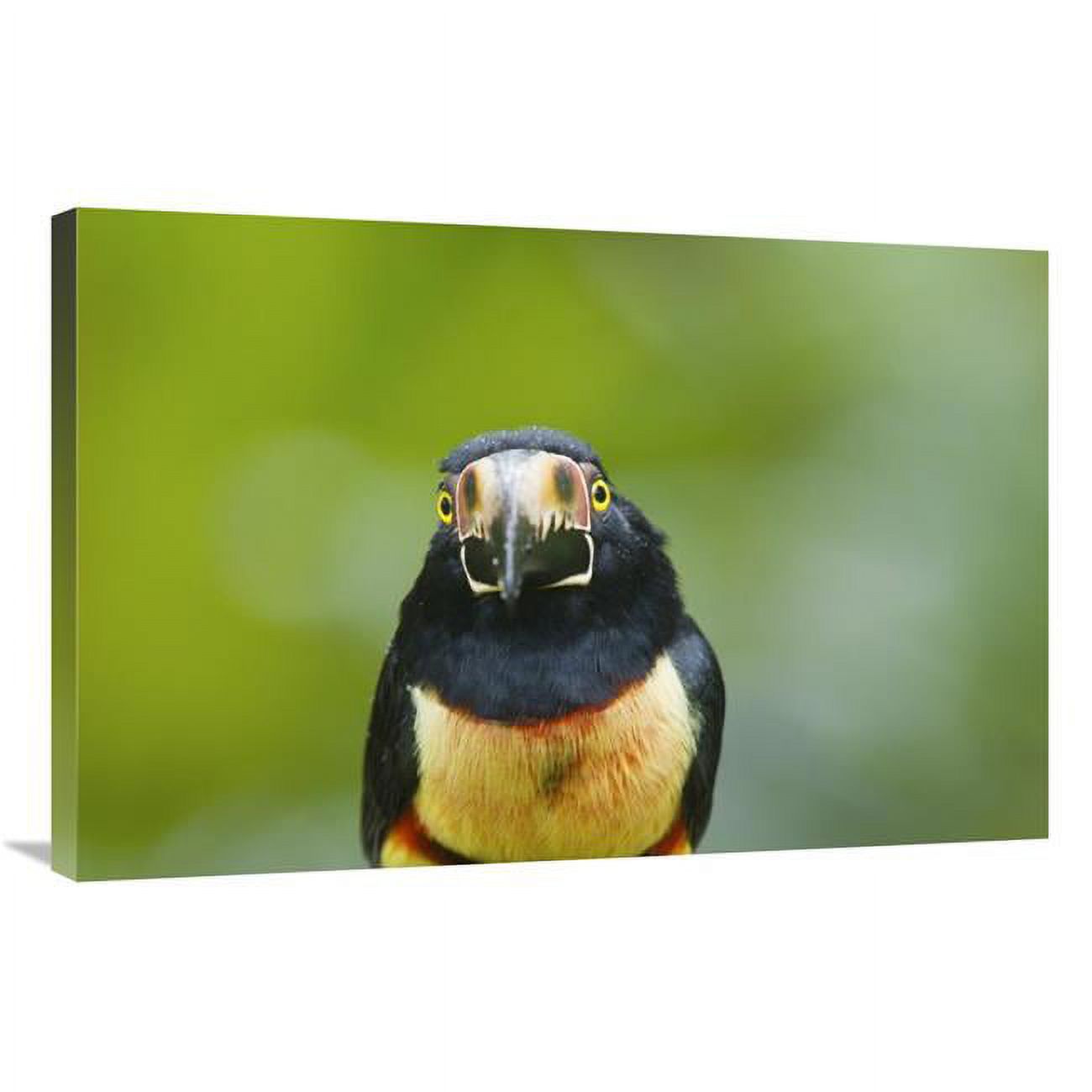 Global Gallery 24 x 36 in. Collared Aracari - Costa Rica Art Print ...