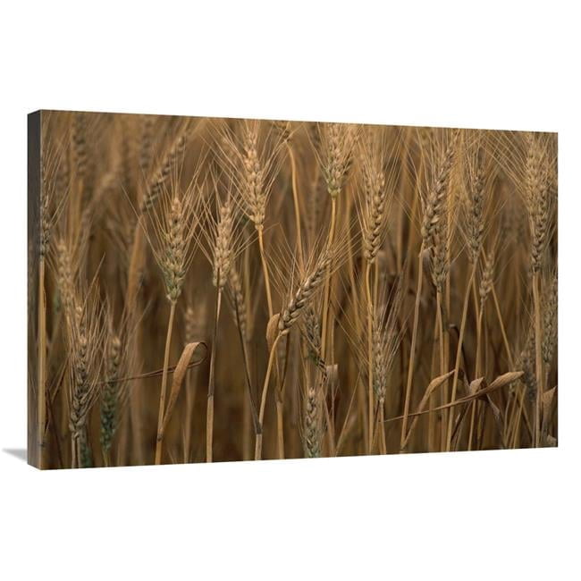 Global Gallery 24 x 36 in. Commercial Hybrid Wheat Cultivated - Sauvie ...