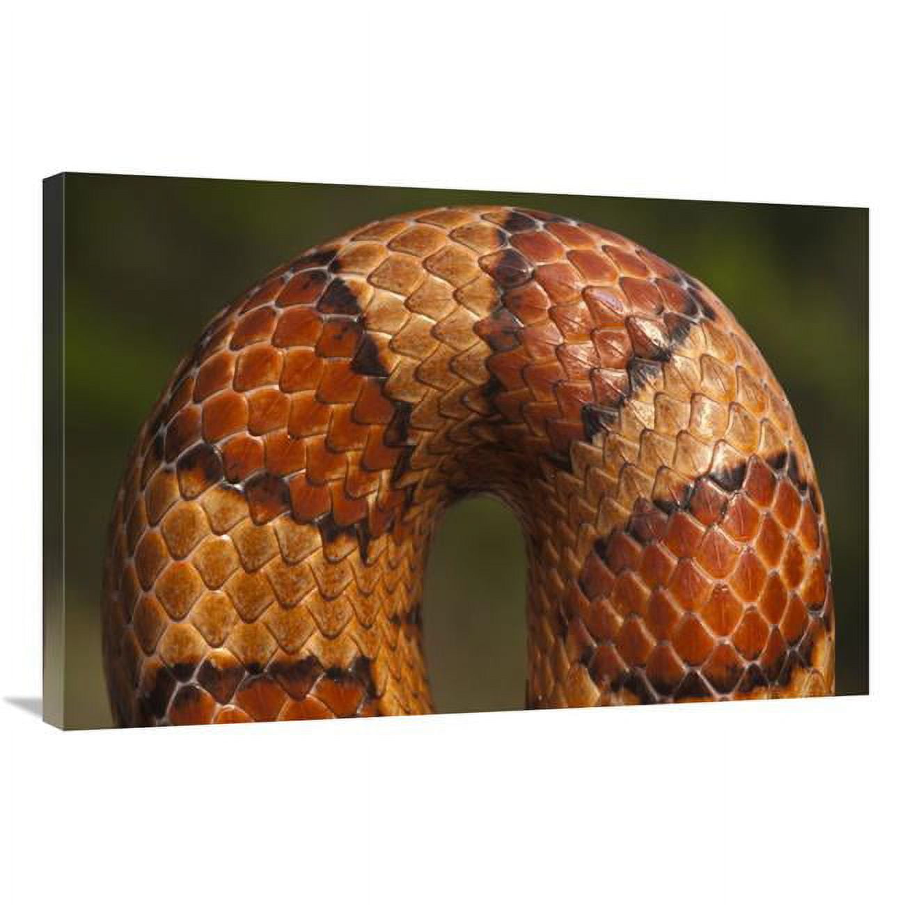 Global Gallery 24 x 36 in. Cornsnake Scale Pattern - Native to ...