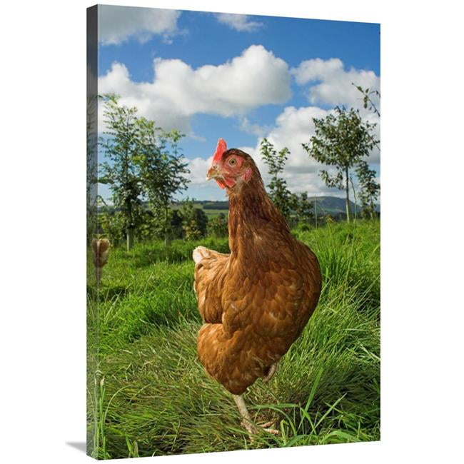 Global Gallery 24 x 36 in. Domestic Chicken - Free Range Hen - Standing ...