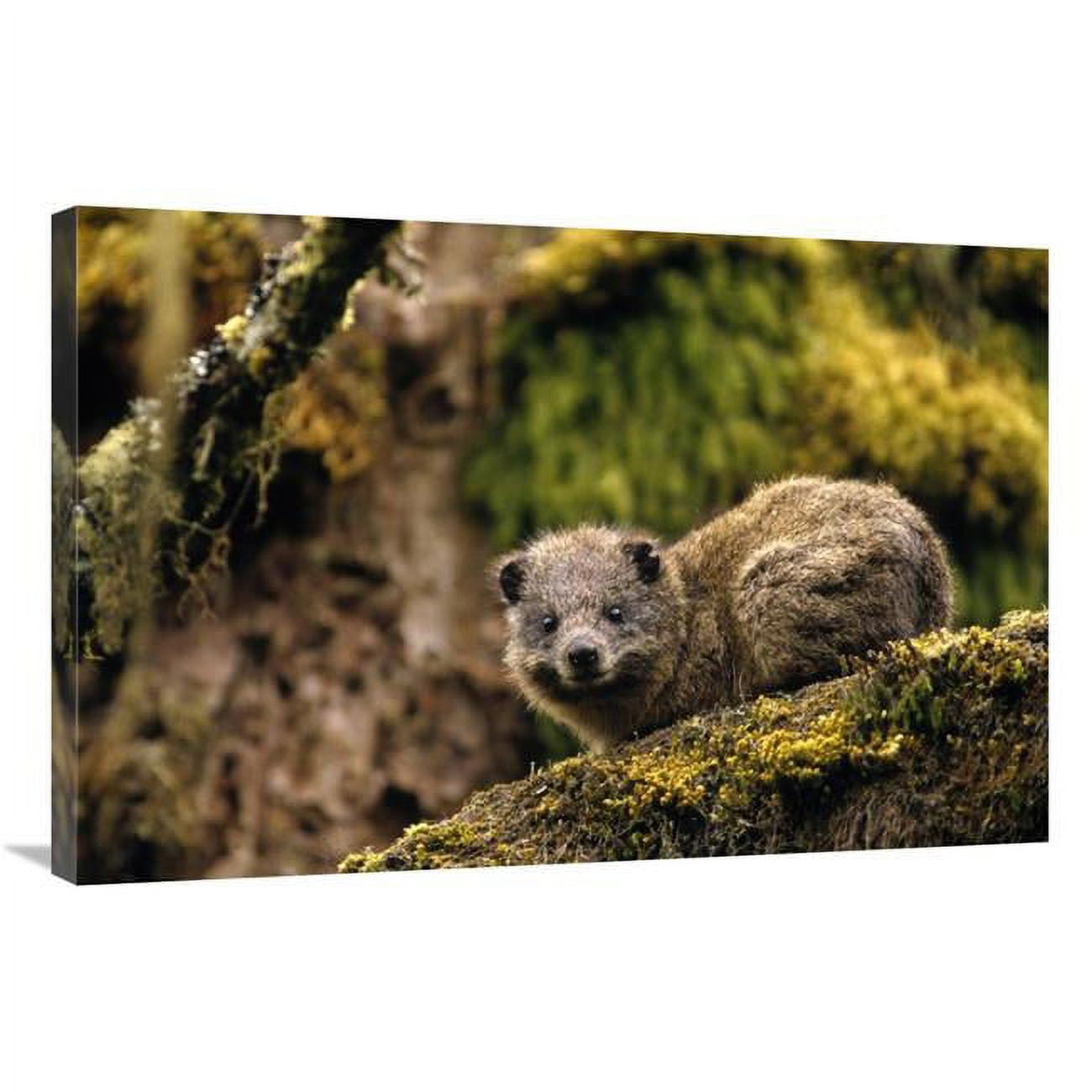 Global Gallery Eastern Tree Hyrax in Hagenia Tree - VIrunga Mountain ...