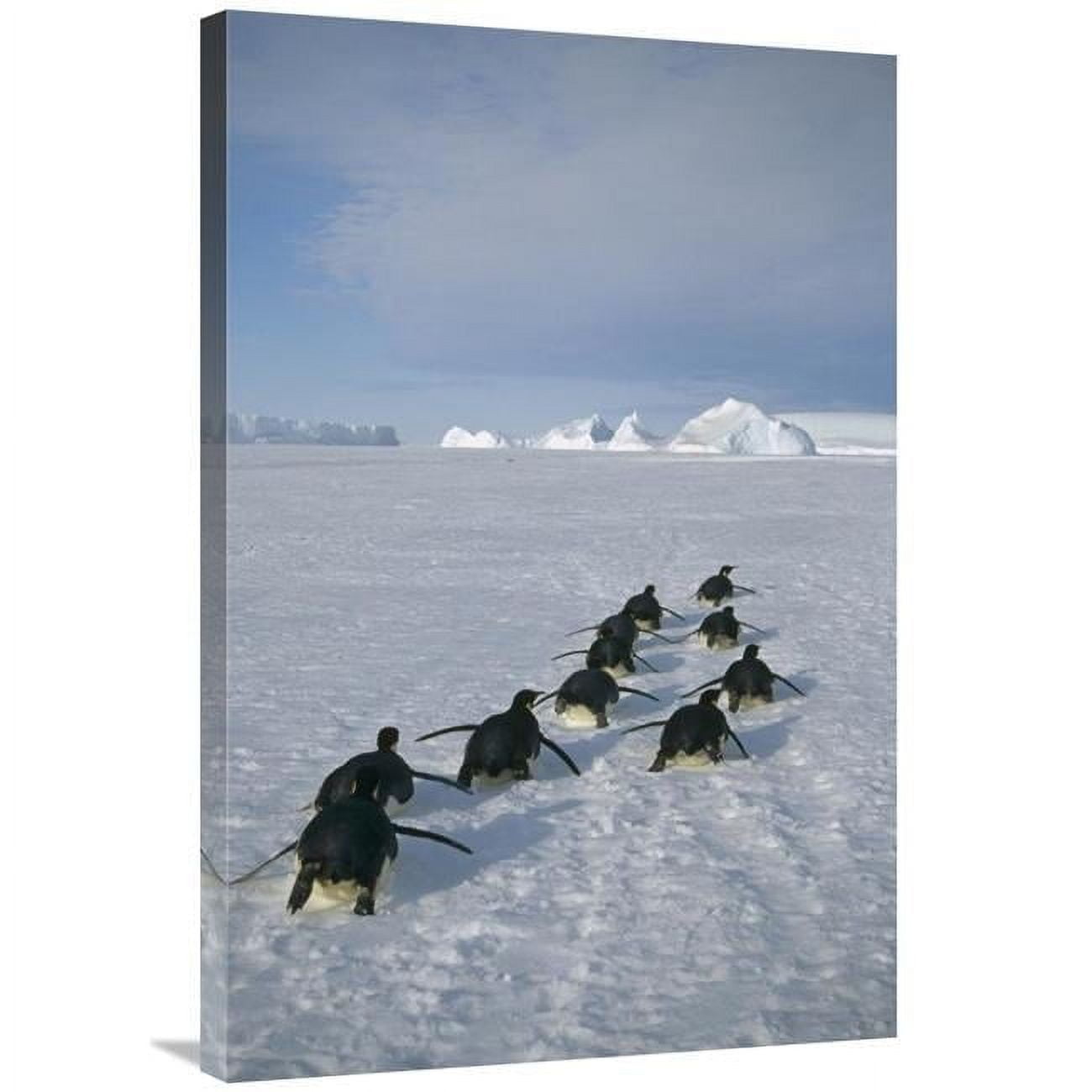 Global Gallery 24 x 36 in. Emperor Penguins Tobogganing to Rookery - Edward VIii Gulf ...