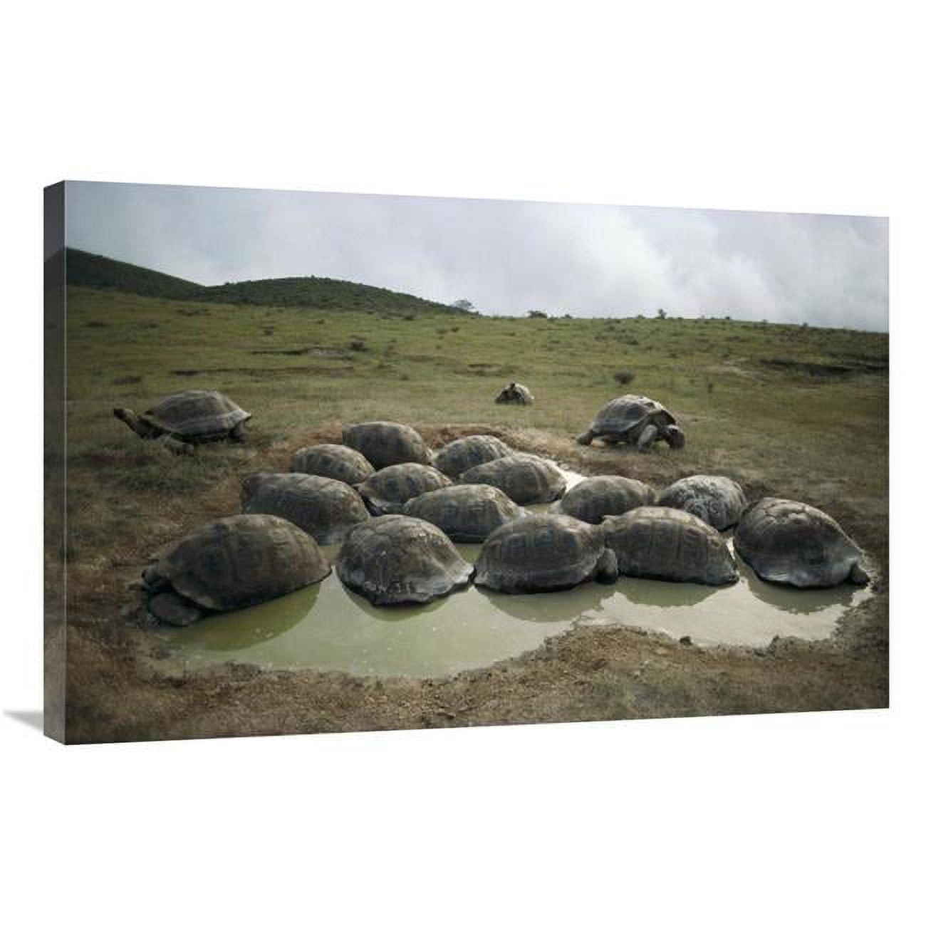 Global Gallery Galapagos Giant Tortoises Wallowing - Alcedo Volcano ...