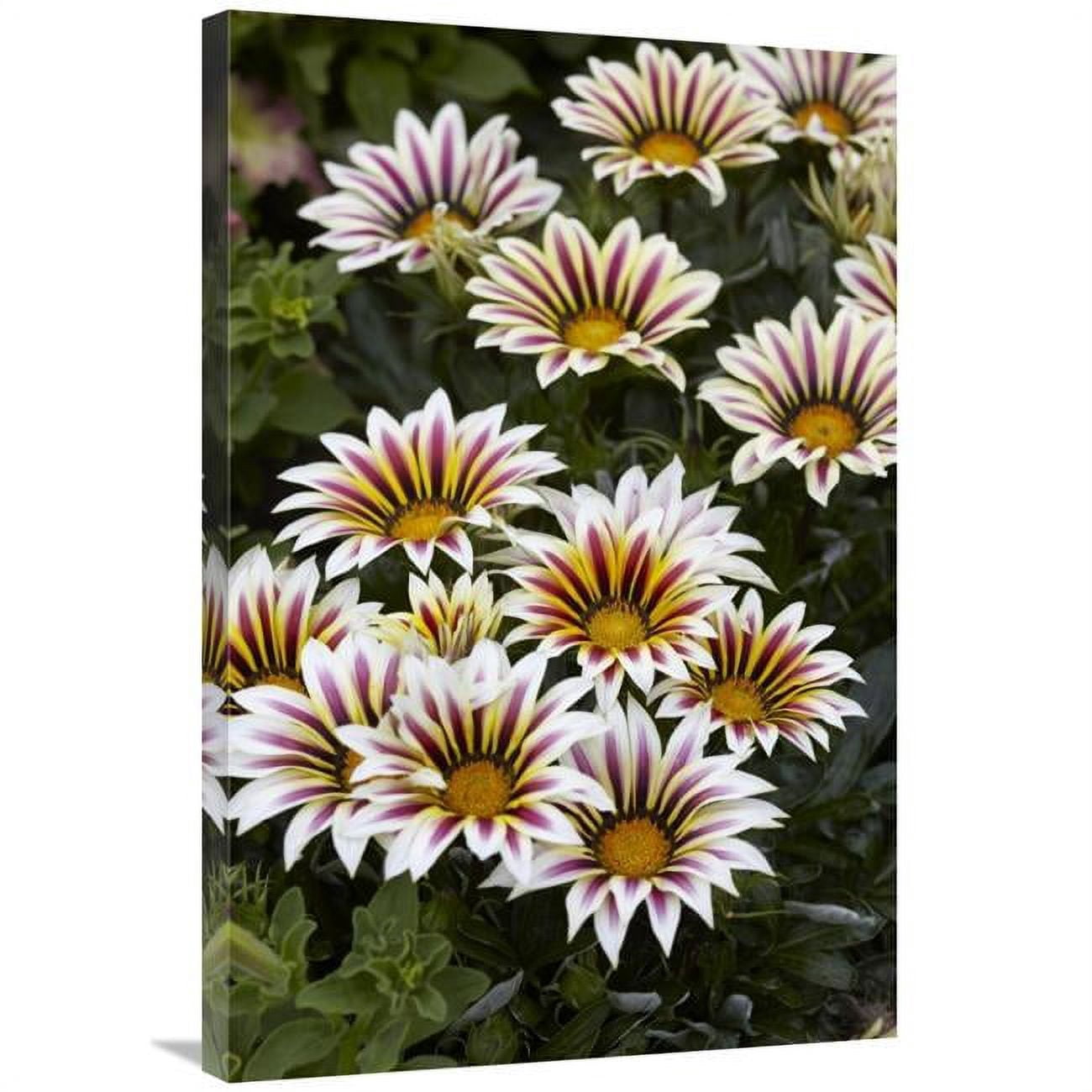 Global Gallery 24 x 36 in. Gazania Big Kiss White Flame Variety Flowers ...