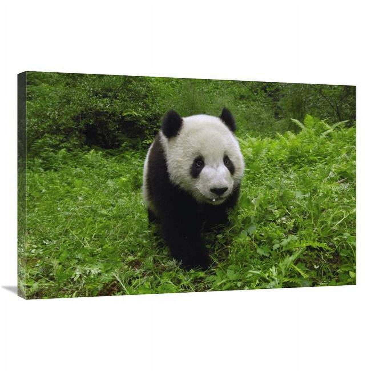Global Gallery 24 x 36 in. Giant Panda Standing in Vegetation - Wolong ...