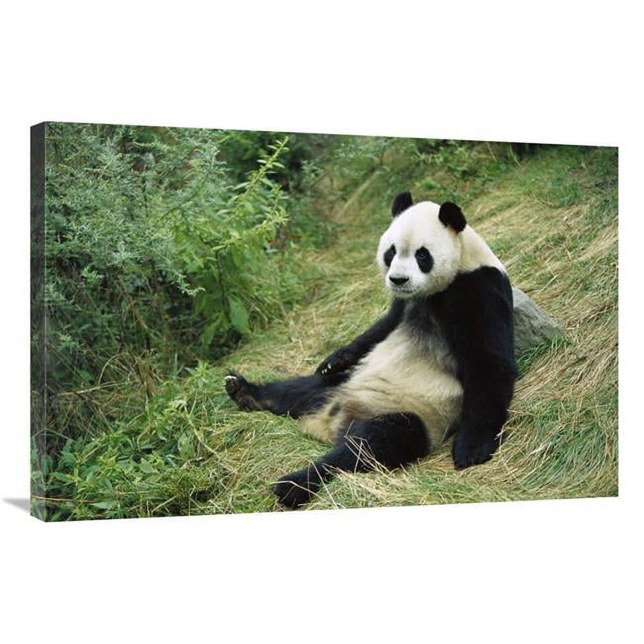 Global Gallery Giant Panda - Woolong Art Print - Cyril Ruoso - Walmart.com