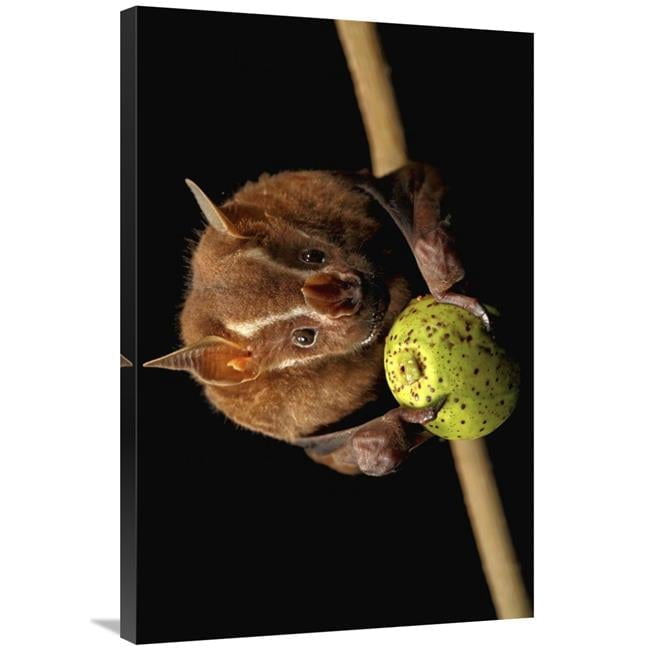 Global Gallery 24 x 36 in. Great Fruit-Eating Bat Feeding on Fig ...