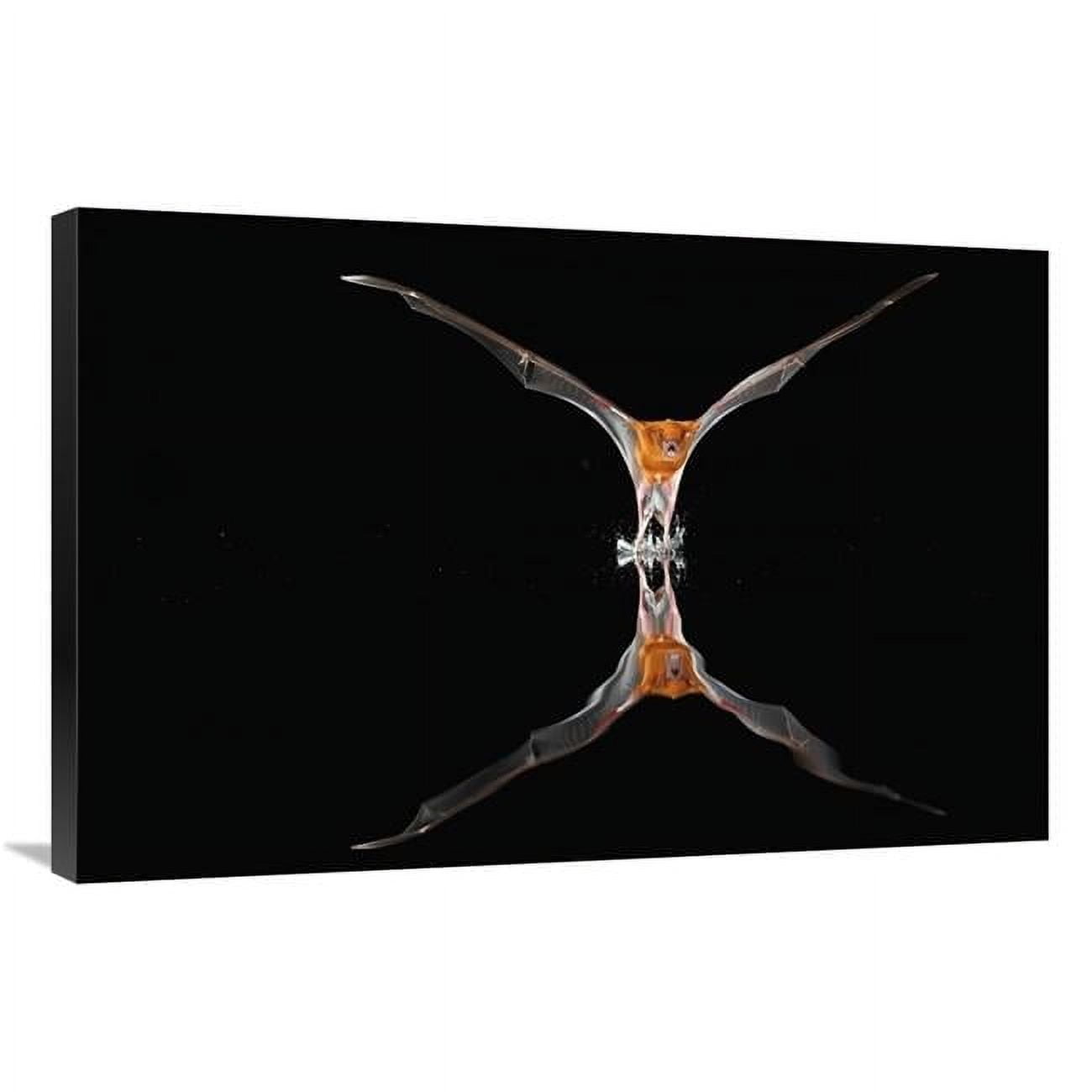 Global Gallery 24 x 36 in. Greater Bulldog Bat Fishing - Smithsonian ...