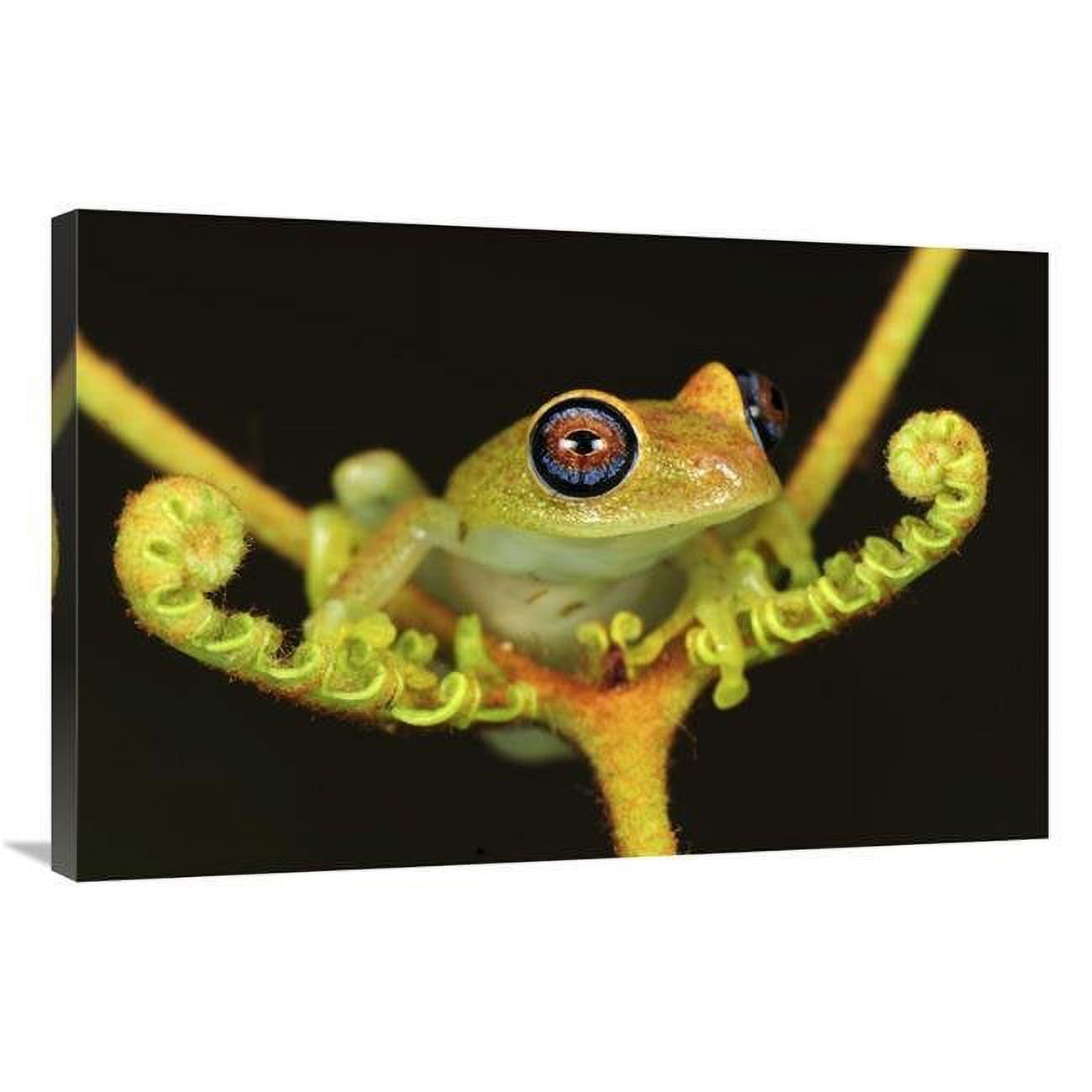 Global Gallery 24 x 36 in. Green Bright-Eyed Frog on A Fern - Andasibe ...